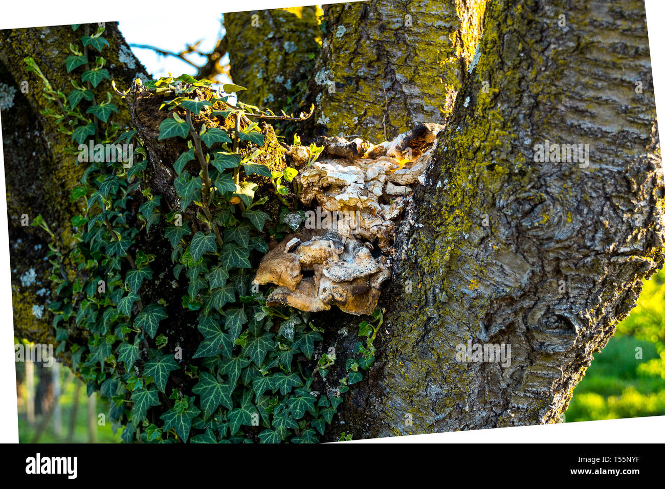 Tree mold hi-res stock photography and images - Alamy