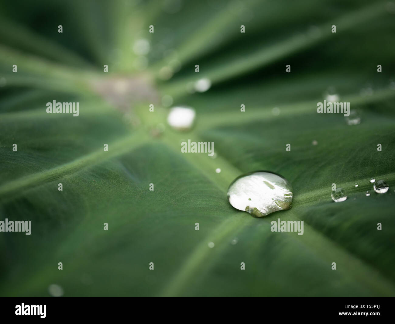 Water vein hi-res stock photography and images - Alamy