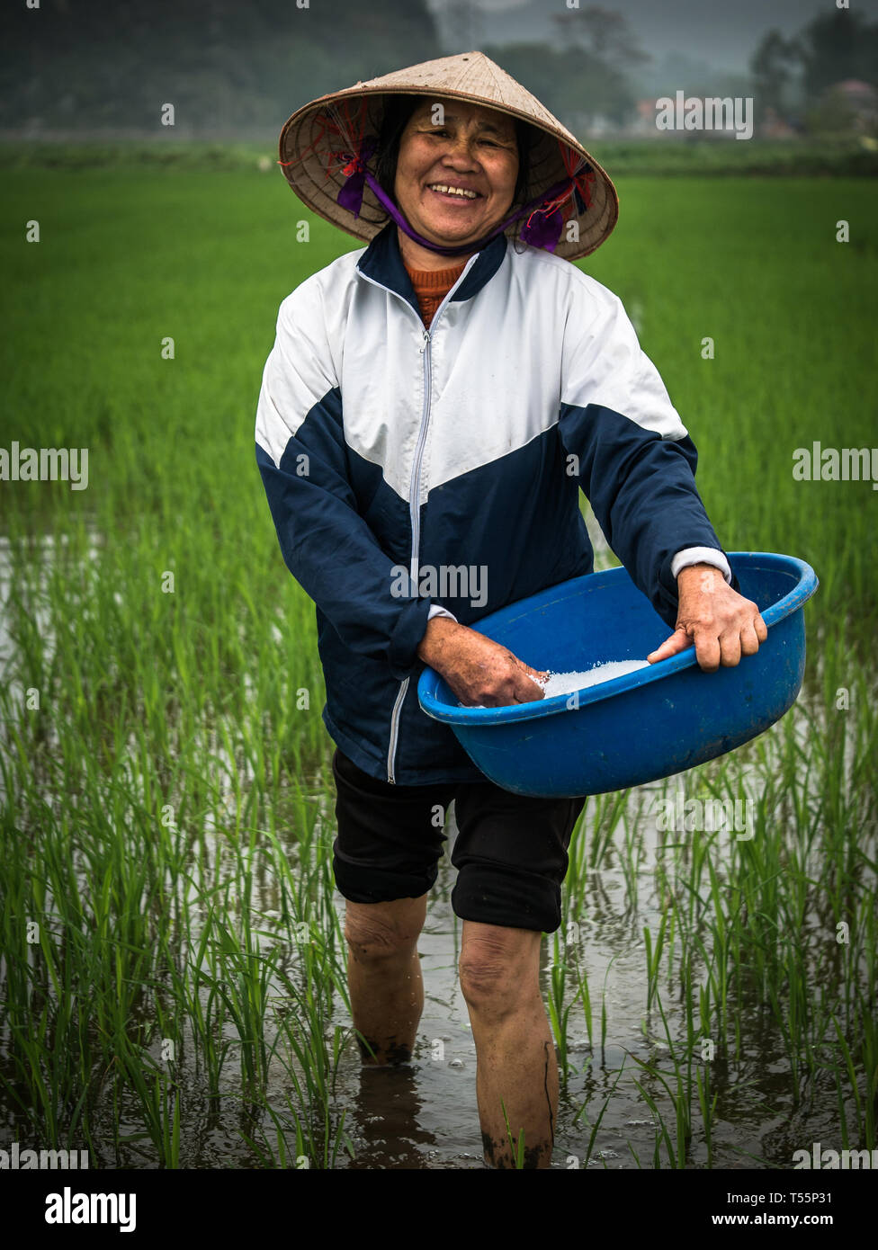 Wet rice cultivation hi-res stock photography and images - Alamy