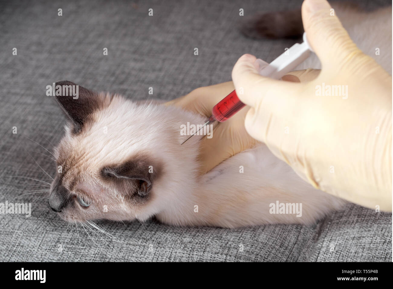 Prick the kitten in the neck with a syringe. Man hands in gloves makes ...