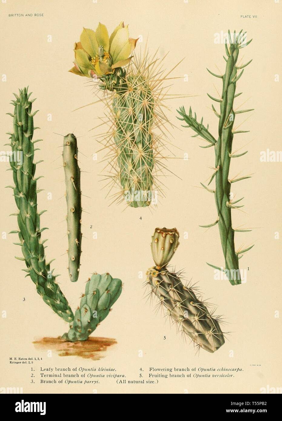 Beautiful vintage hand drawn illustrations of exotic cactus from old ...