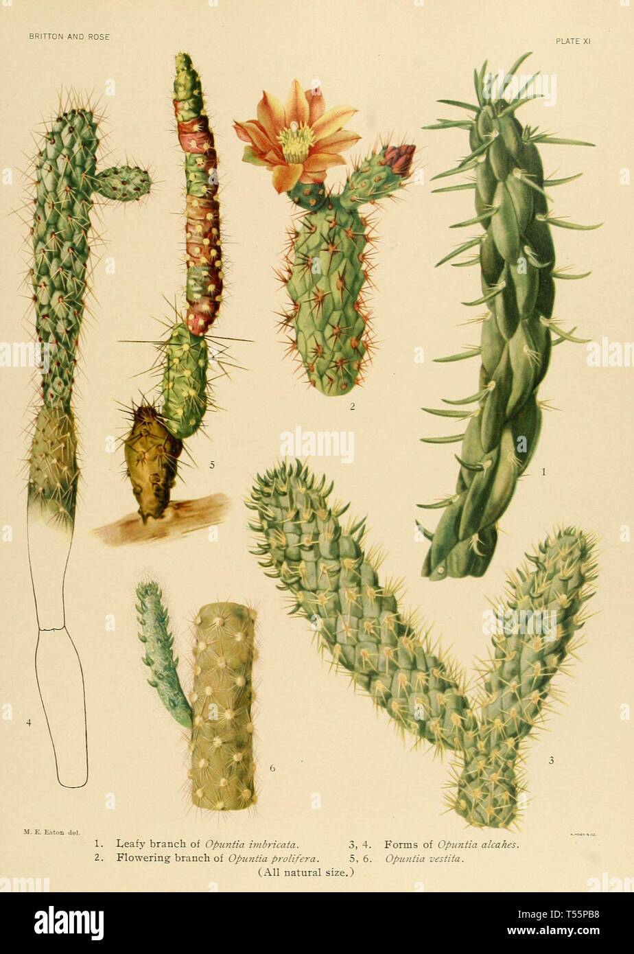 Beautiful vintage hand drawn illustrations of exotic cactus from old ...