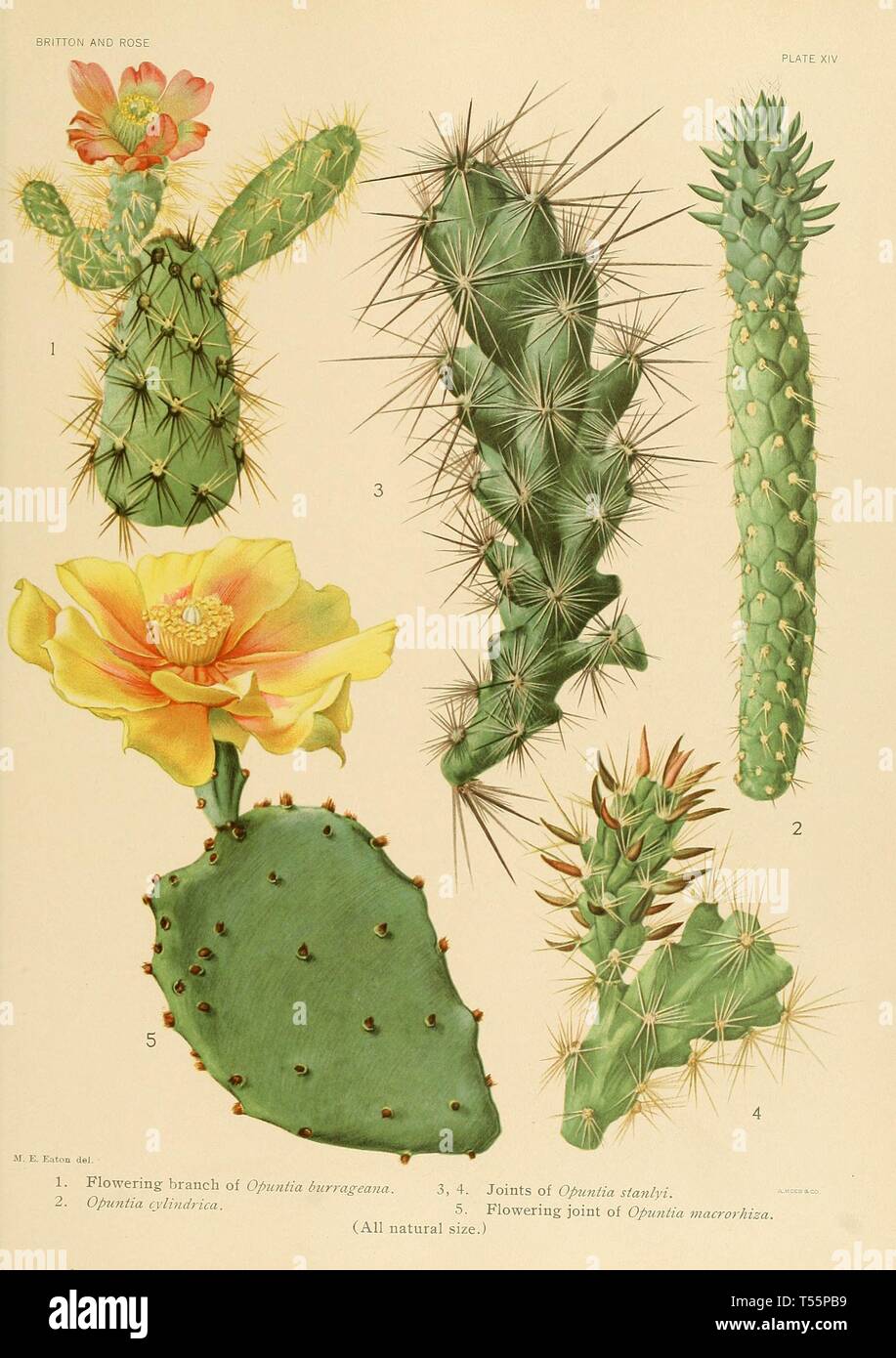 Beautiful vintage hand drawn illustrations of exotic cactus from old ...