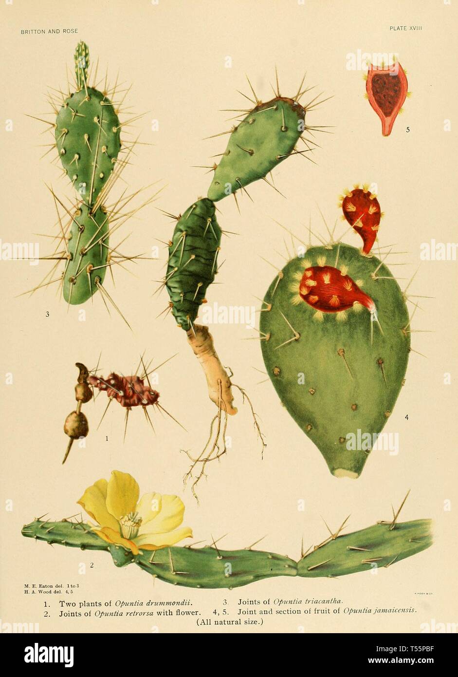 Beautiful vintage hand drawn illustrations of exotic cactus from old ...