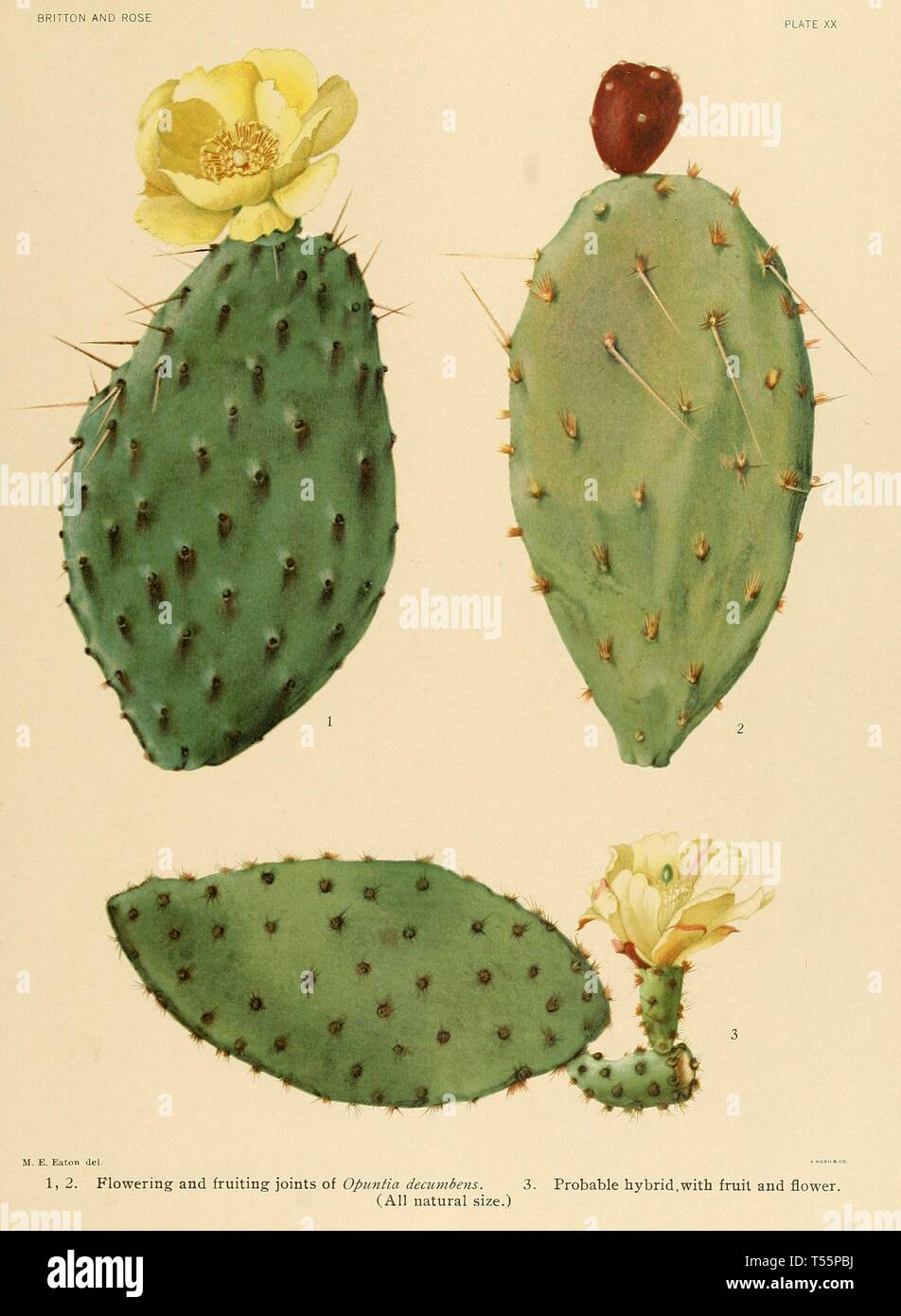 Beautiful vintage hand drawn illustrations of exotic cactus from old ...