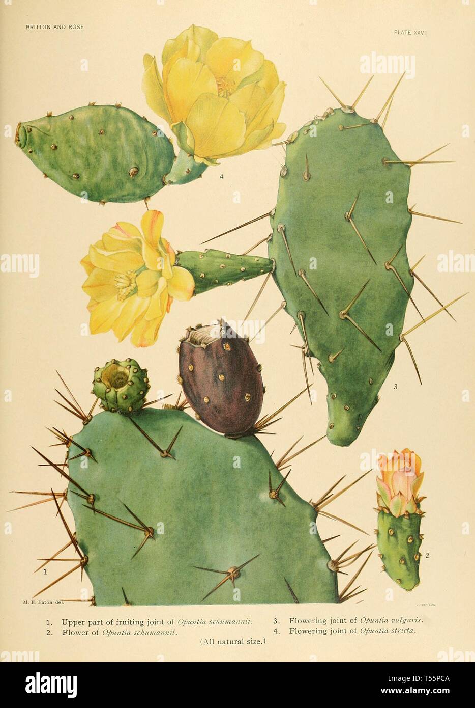 Beautiful vintage hand drawn illustrations of exotic cactus from old ...