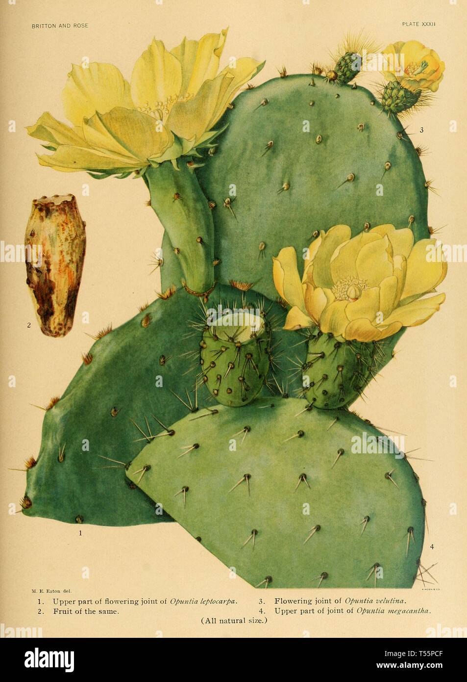 Beautiful vintage hand drawn illustrations of exotic cactus from old ...