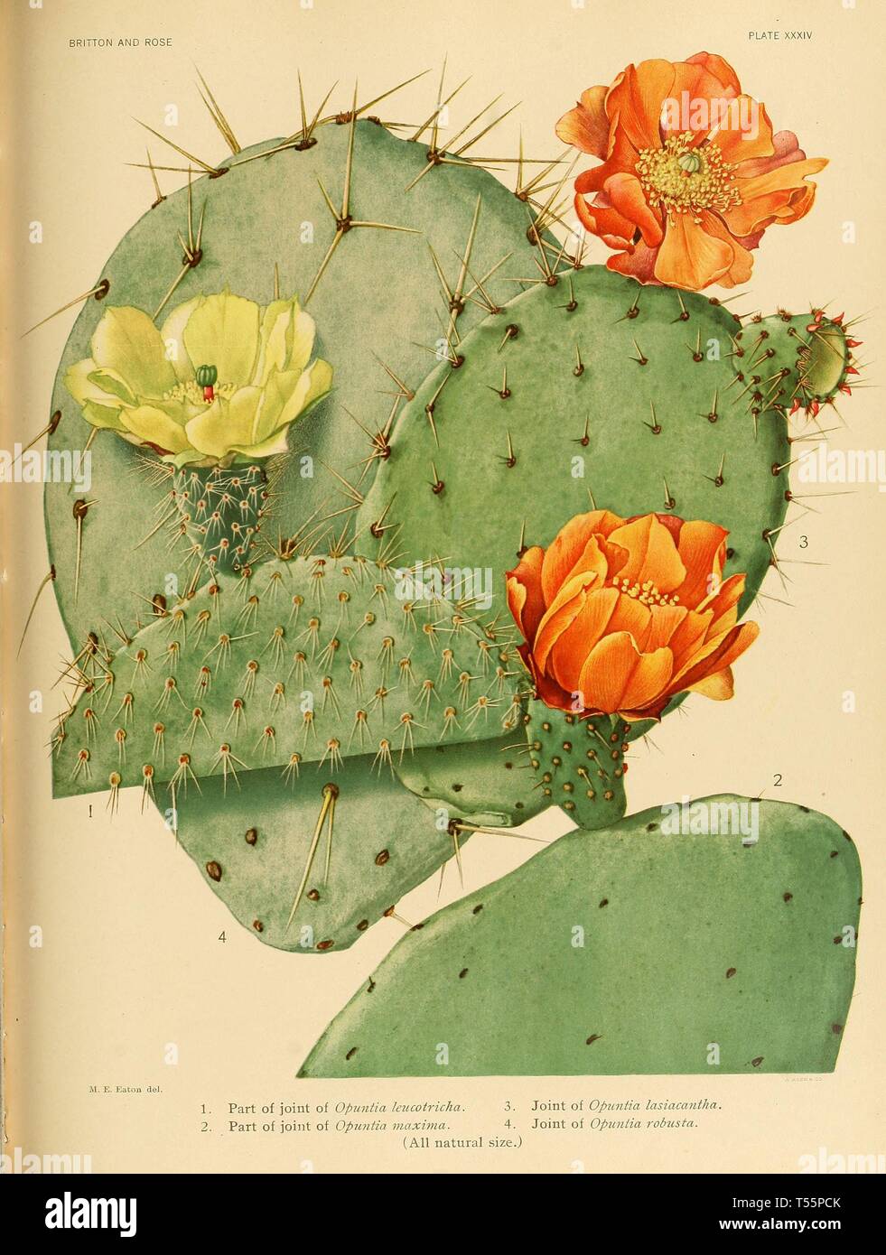 Beautiful vintage hand drawn illustrations of exotic cactus from old ...