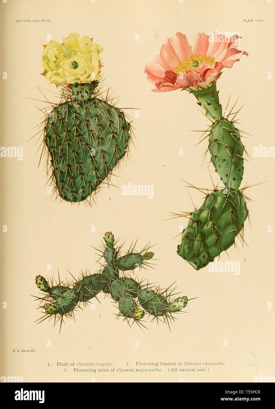 Beautiful vintage hand drawn illustrations of exotic cactus from old ...