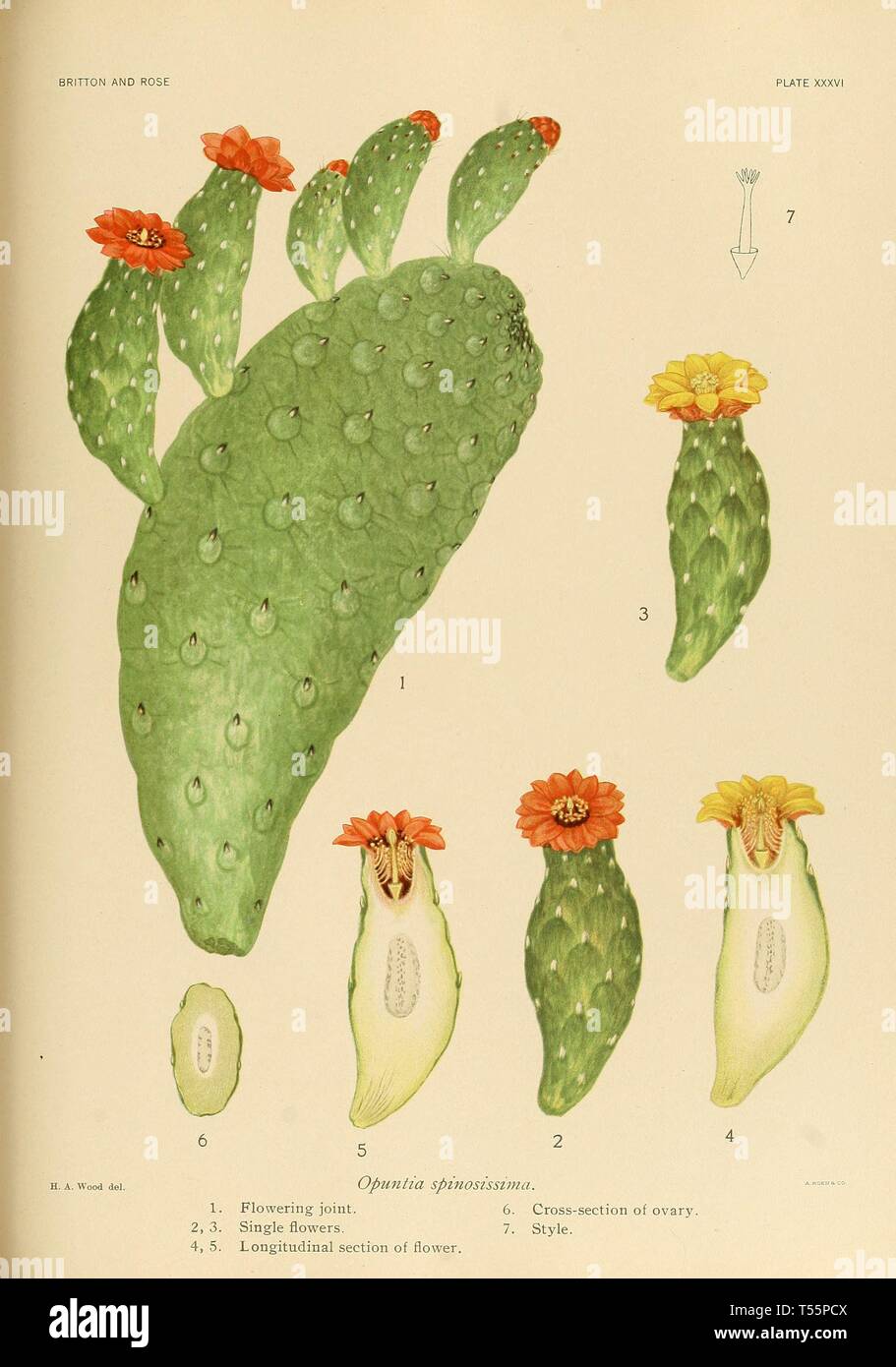 Beautiful vintage hand drawn illustrations of exotic cactus from old ...