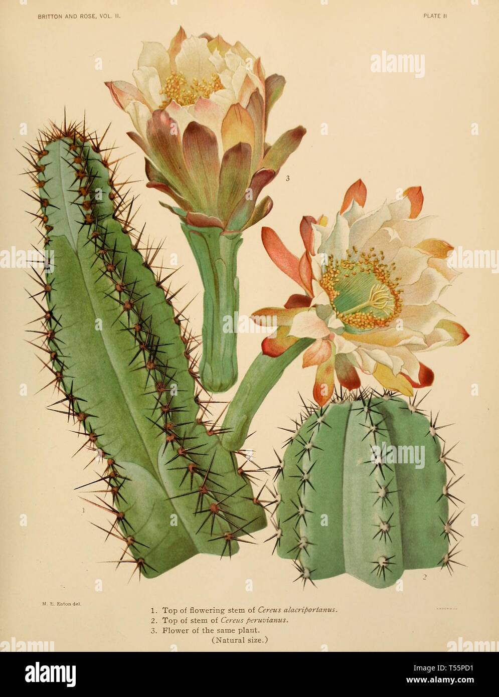 Beautiful vintage hand drawn illustrations of exotic cactus from old ...