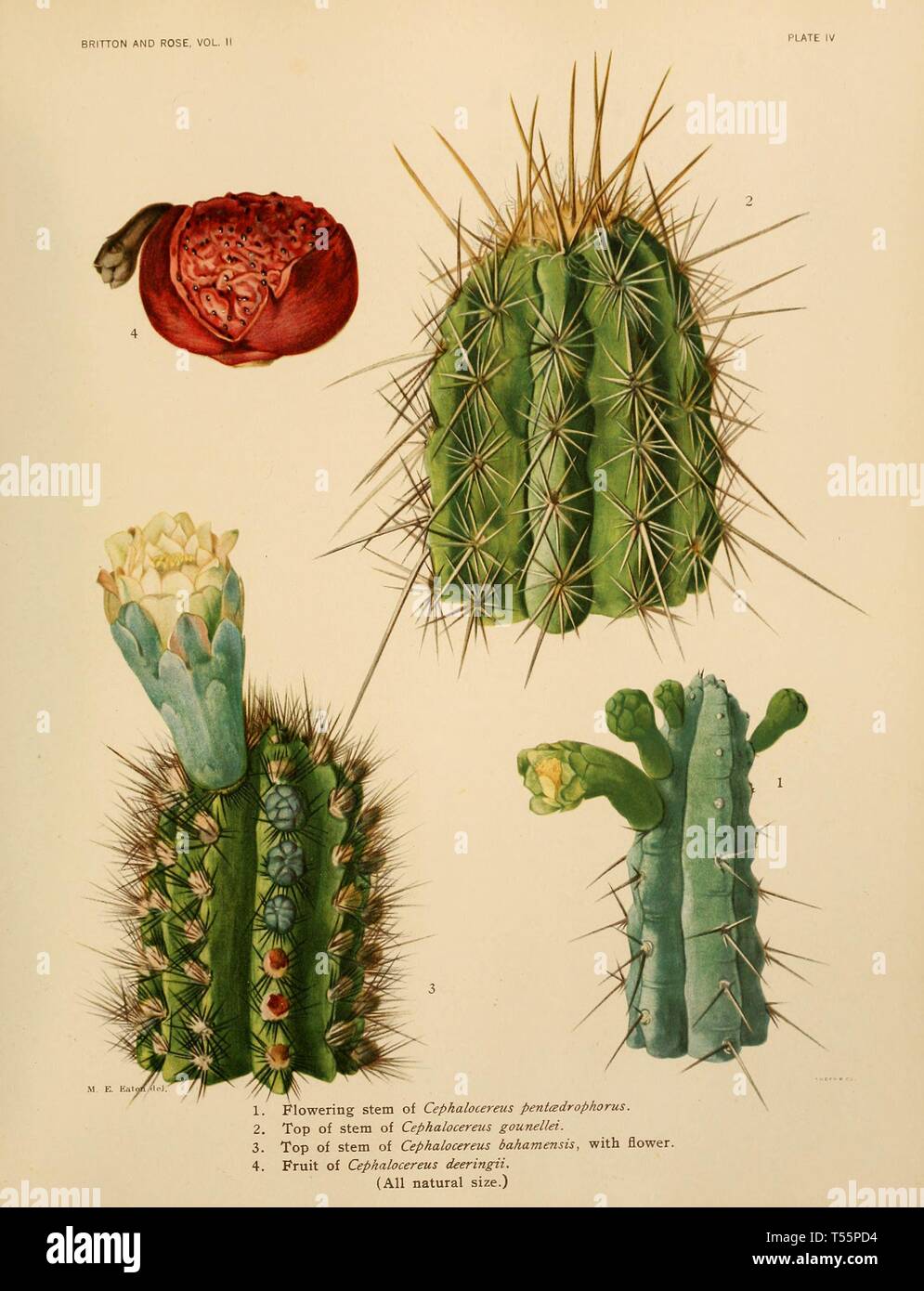 Beautiful vintage hand drawn illustrations of exotic cactus from old ...