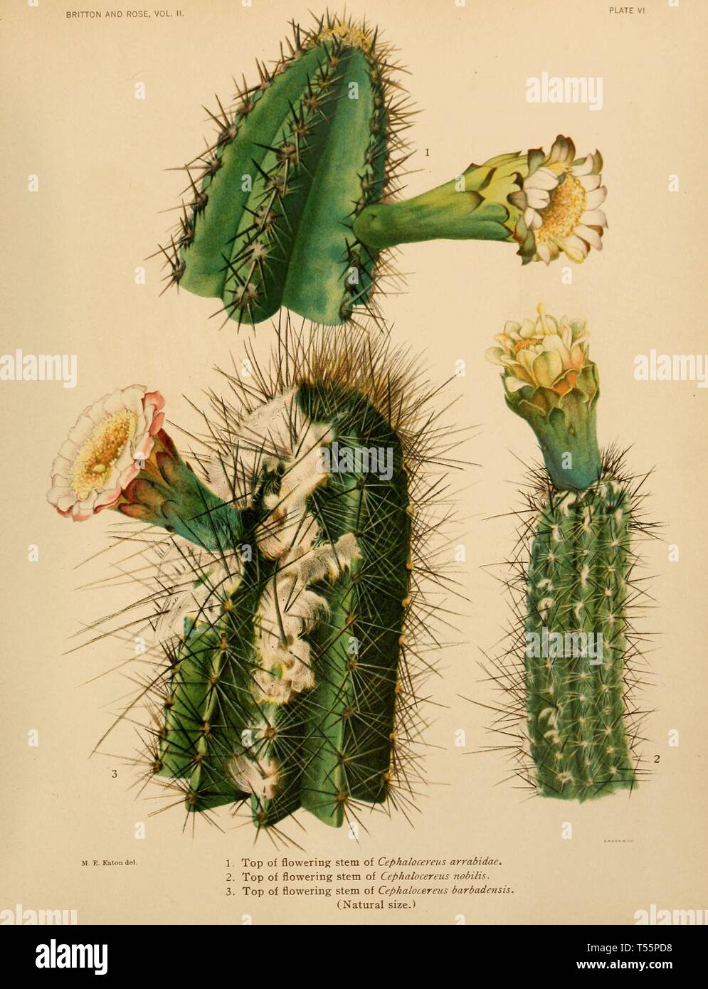 Beautiful vintage hand drawn illustrations of exotic cactus from old ...