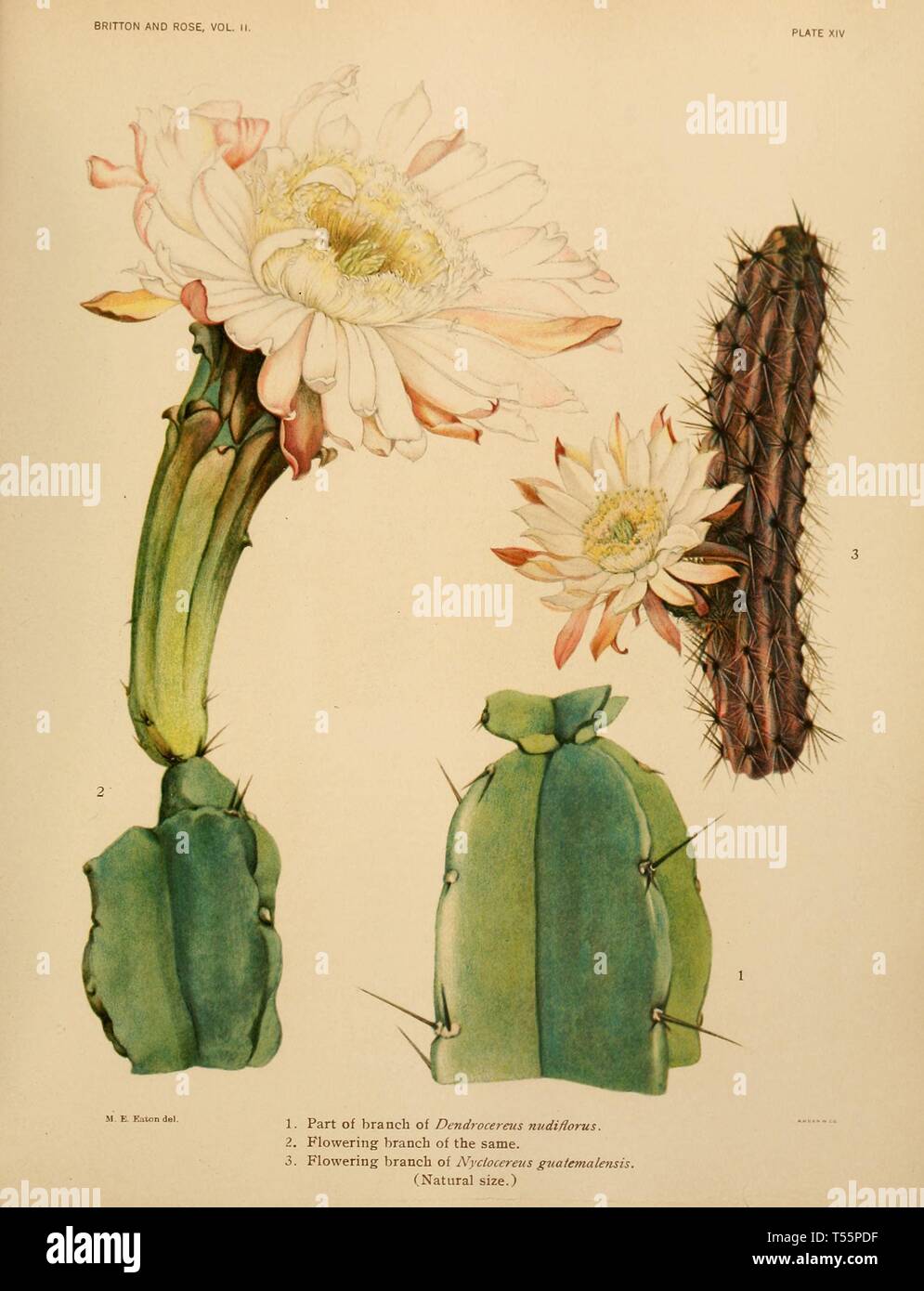 Beautiful vintage hand drawn illustrations of exotic cactus from old ...