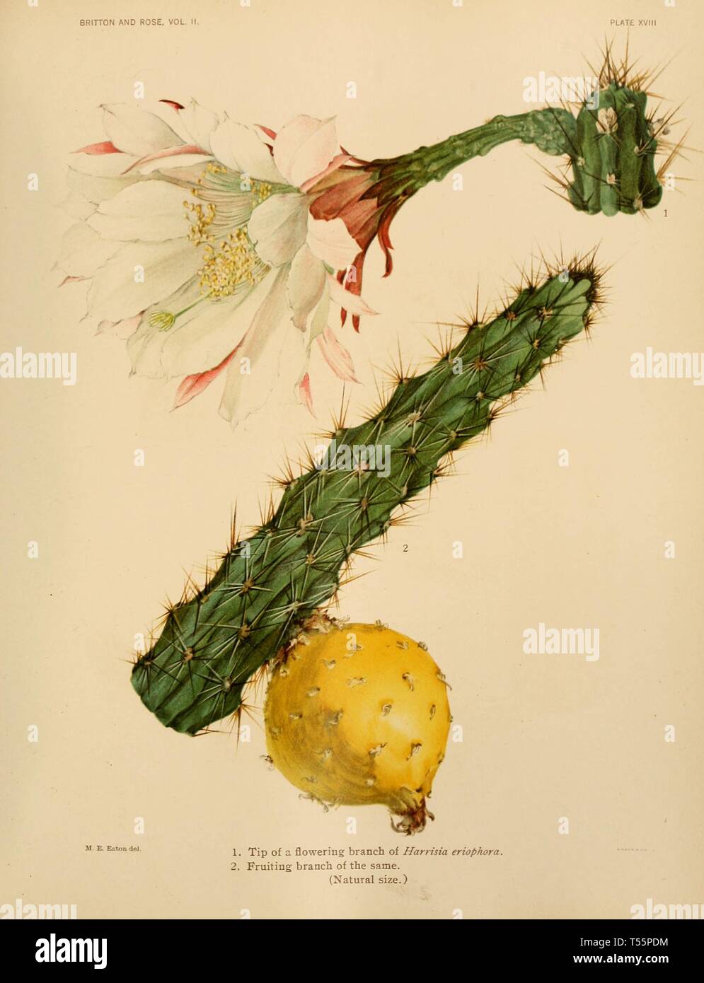 Beautiful vintage hand drawn illustrations of exotic cactus from old ...