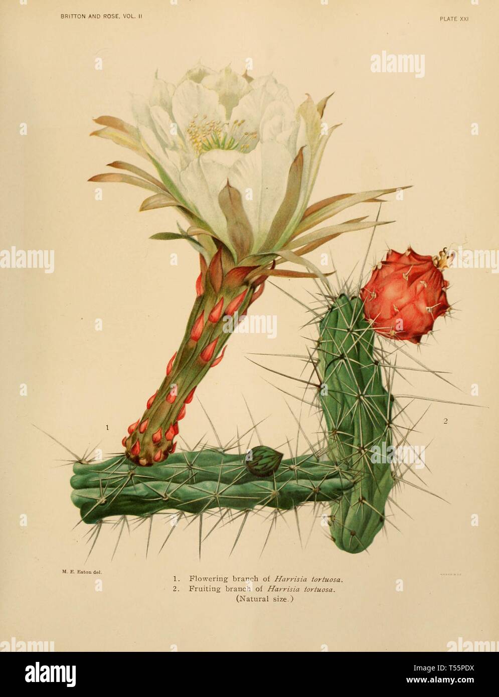 Beautiful vintage hand drawn illustrations of exotic cactus from old ...