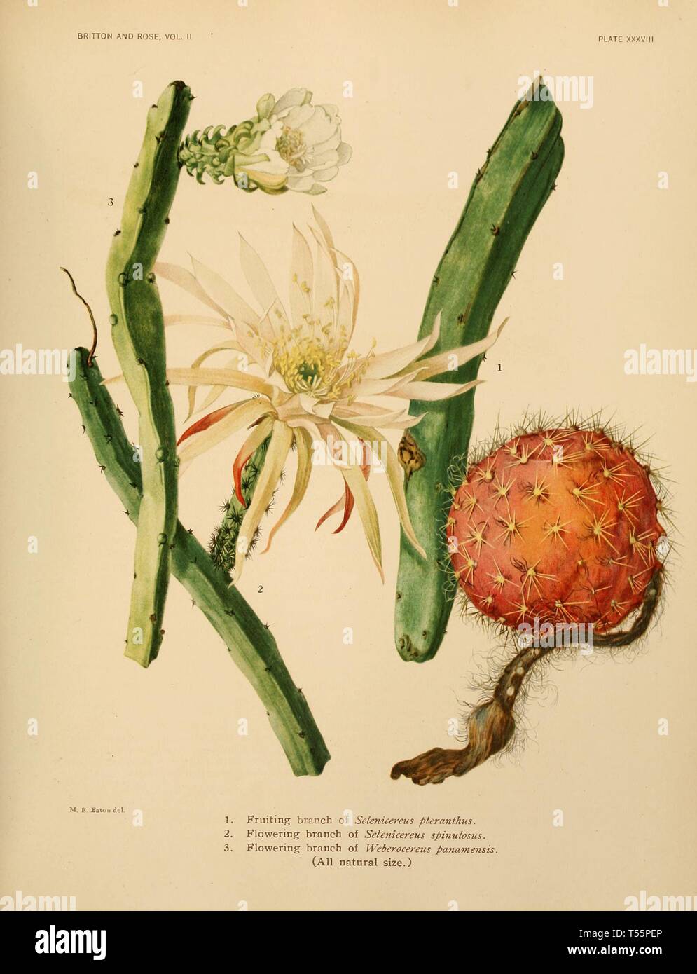 Beautiful vintage hand drawn illustrations of exotic cactus from old ...