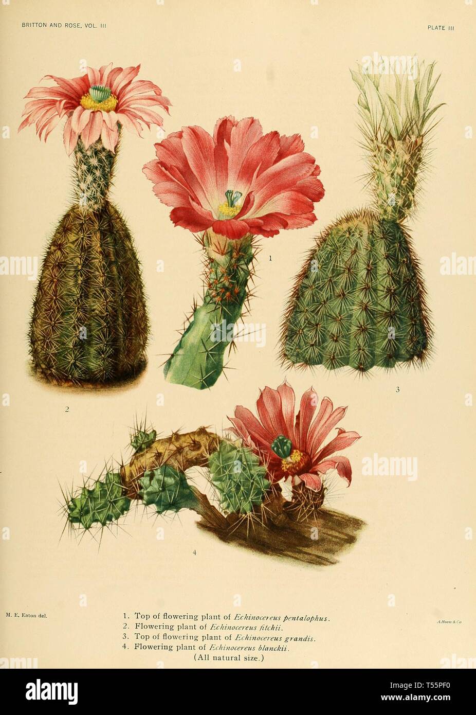 Beautiful vintage hand drawn illustrations of exotic cactus from old ...