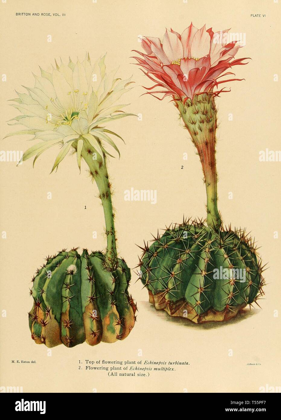 Beautiful vintage hand drawn illustrations of exotic cactus from old ...