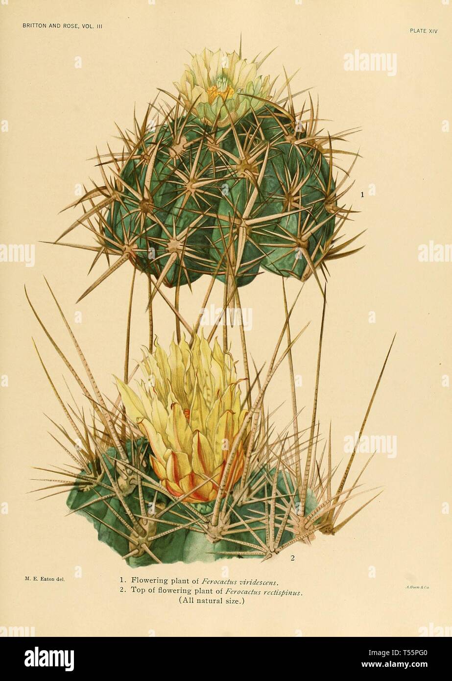 Beautiful vintage hand drawn illustrations of exotic cactus from old ...