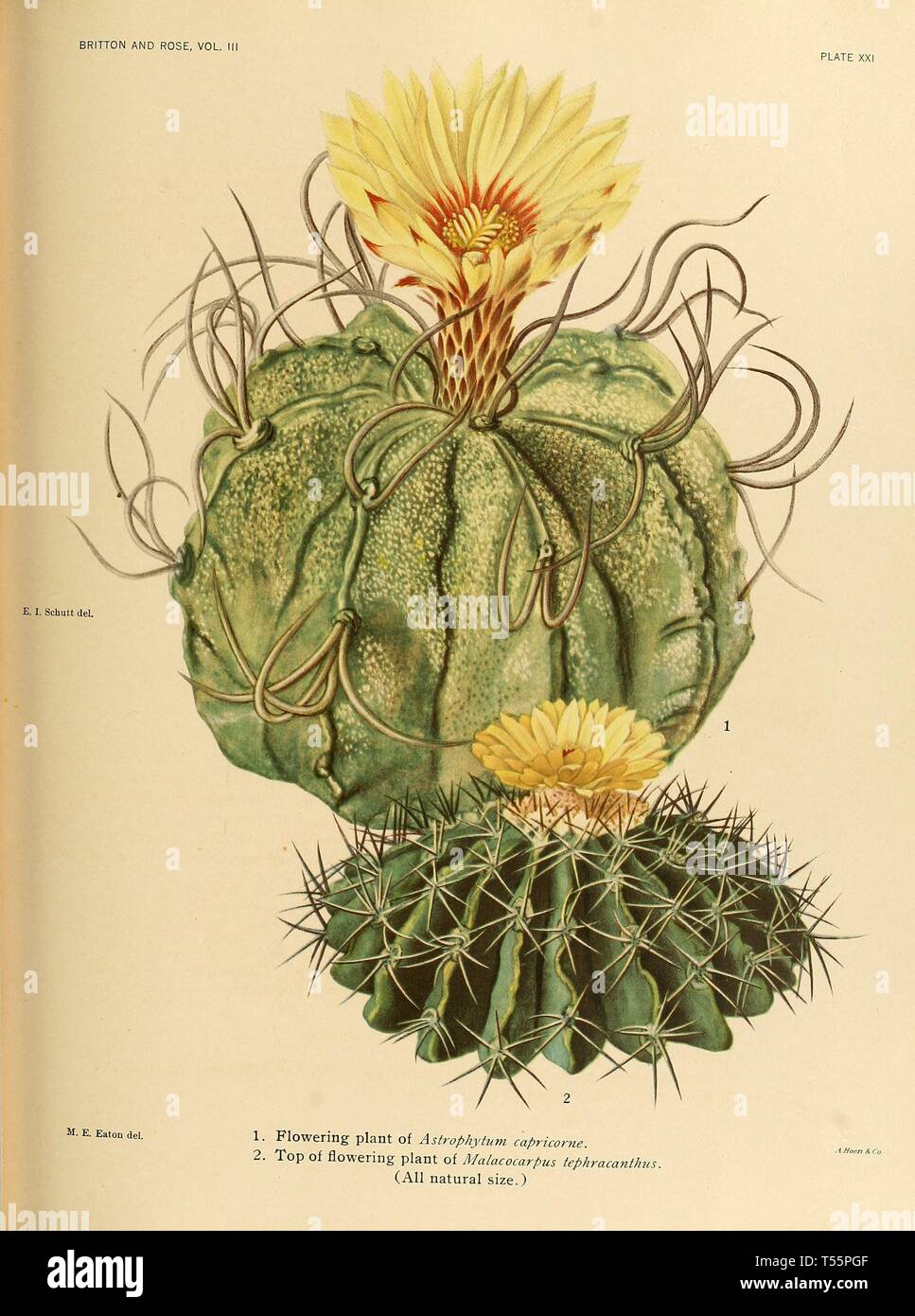 Beautiful vintage hand drawn illustrations of exotic cactus from old ...