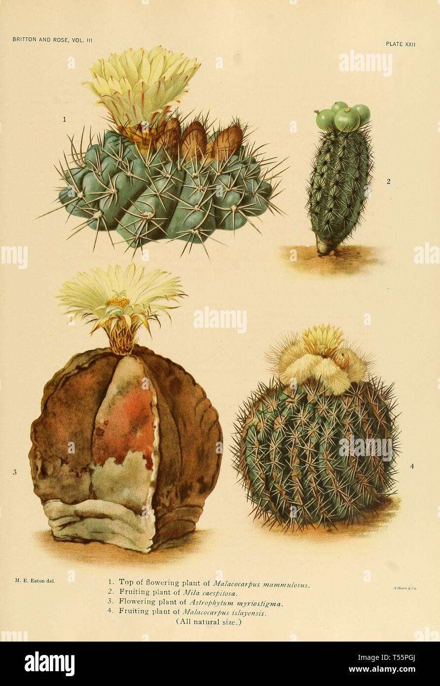 Beautiful vintage hand drawn illustrations of exotic cactus from old ...