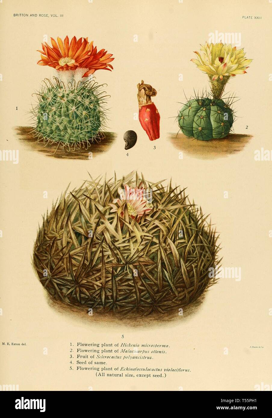 Beautiful vintage hand drawn illustrations of exotic cactus from old ...