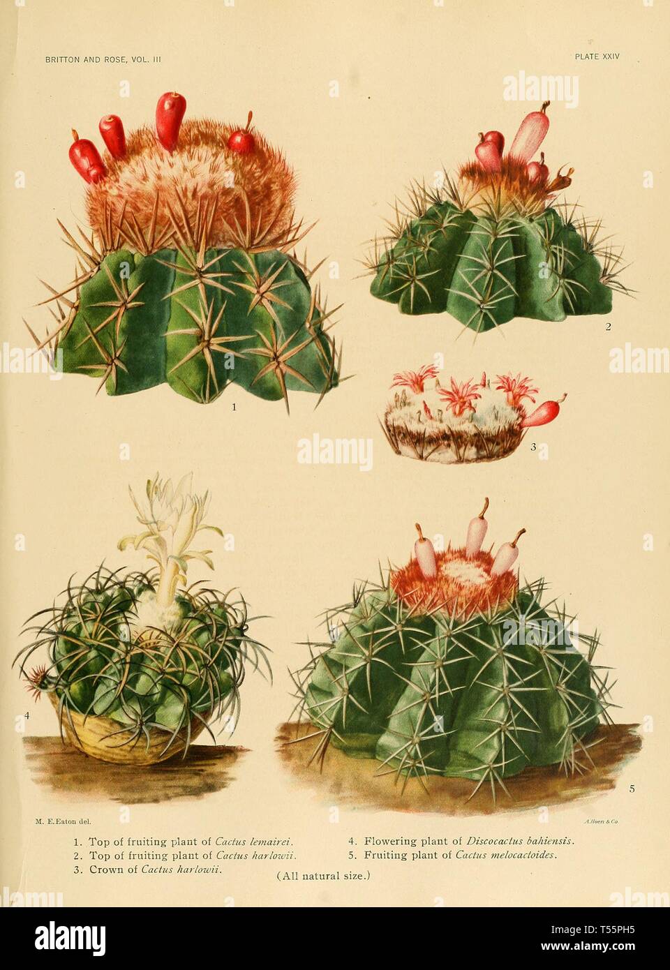 Beautiful vintage hand drawn illustrations of exotic cactus from old ...