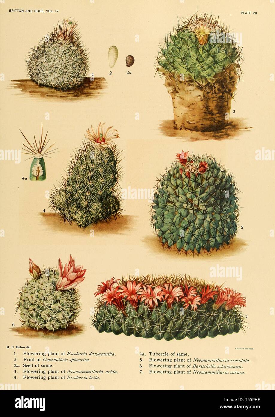 Beautiful vintage hand drawn illustrations of exotic cactus from old ...