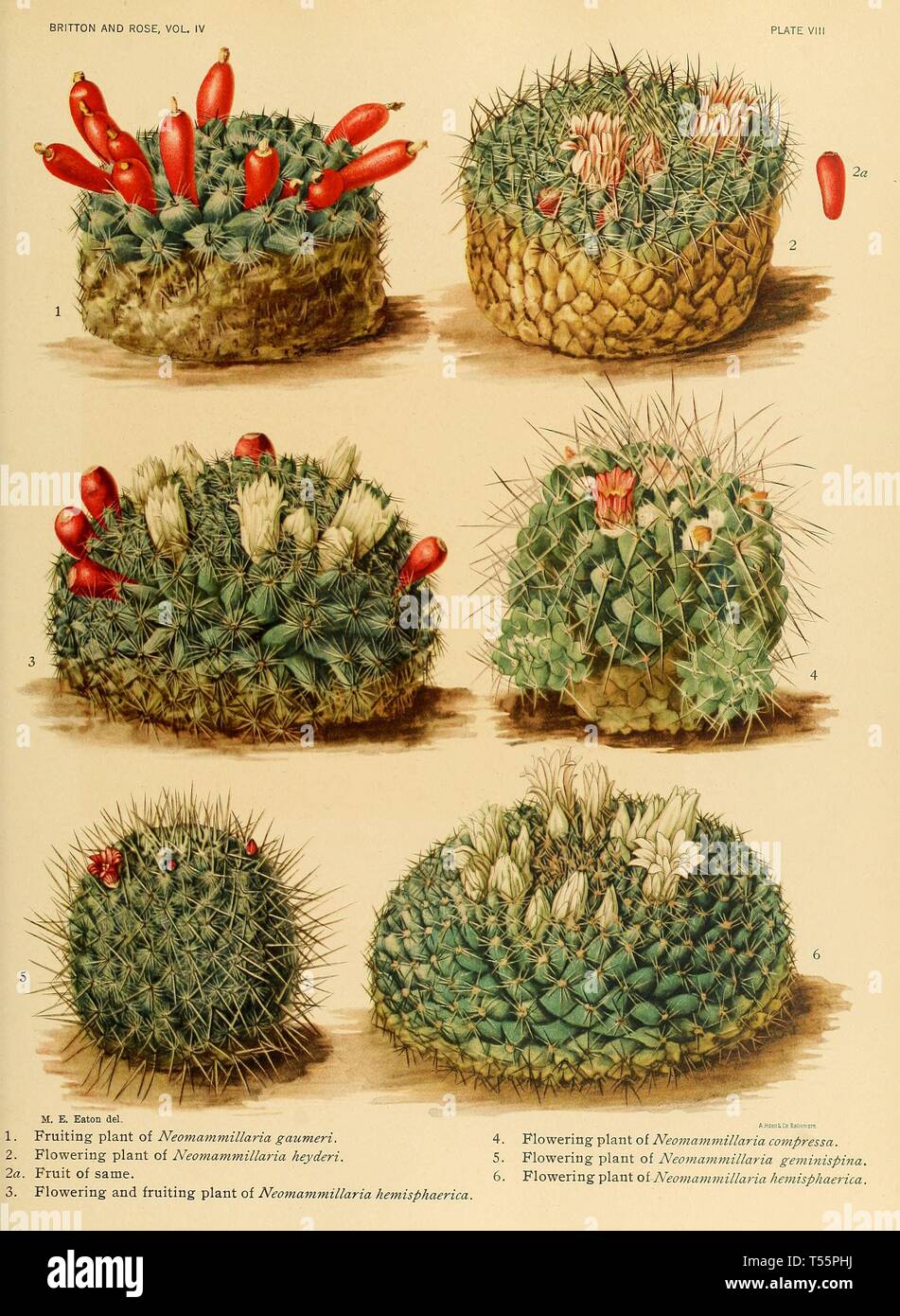 Beautiful vintage hand drawn illustrations of exotic cactus from old ...