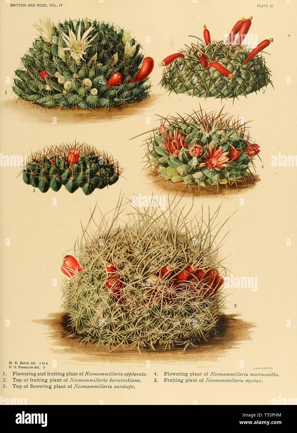 Beautiful vintage hand drawn illustrations of exotic cactus from old ...
