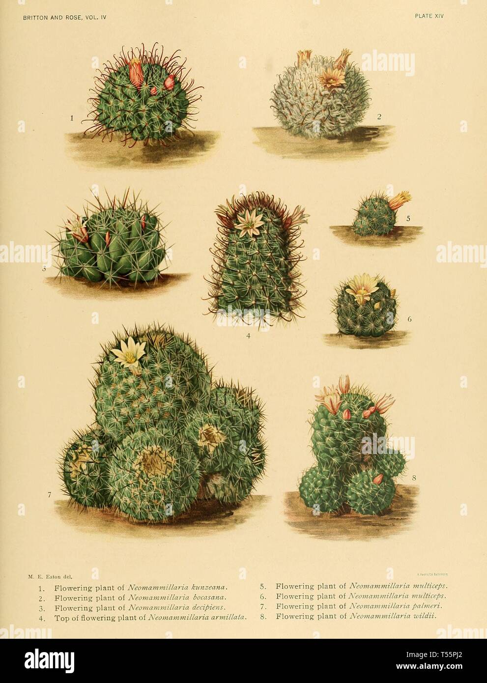 Beautiful vintage hand drawn illustrations of exotic cactus from old ...