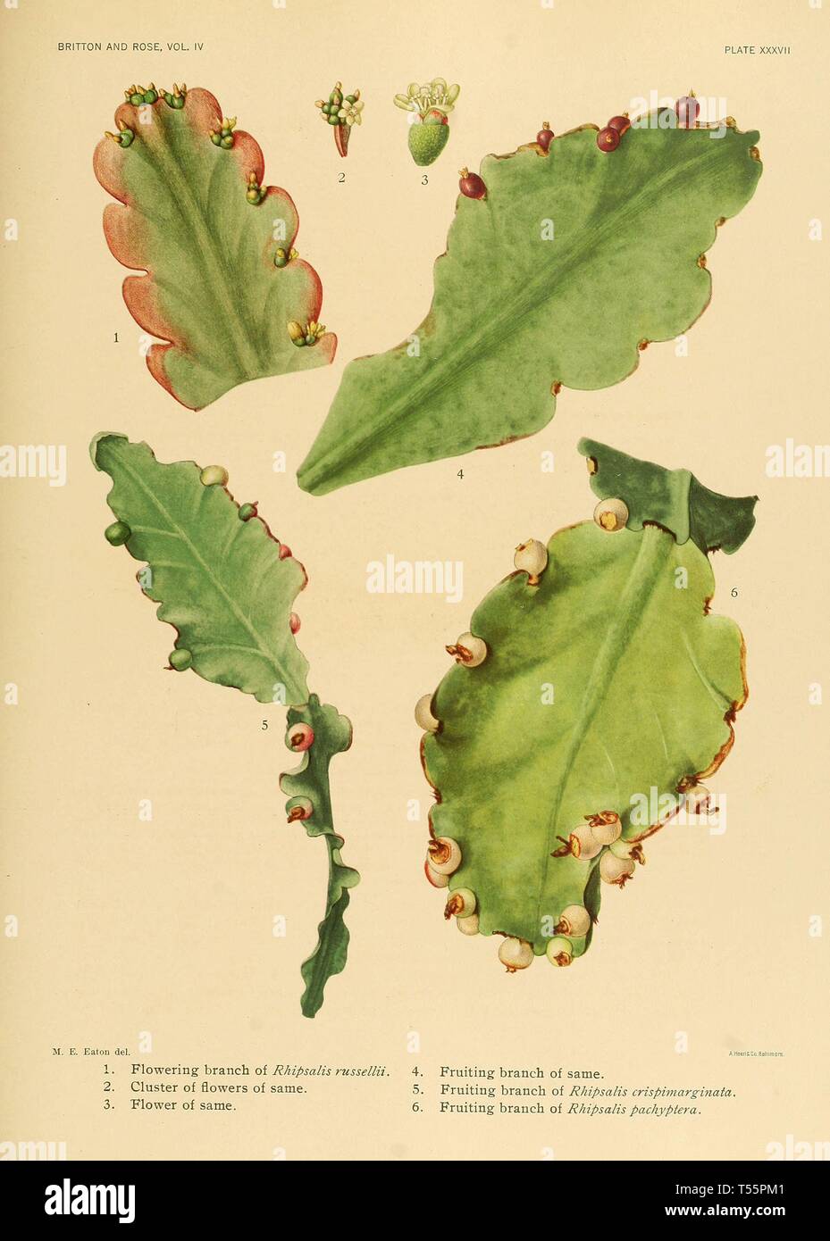 Beautiful vintage hand drawn illustrations of exotic cactus from old ...