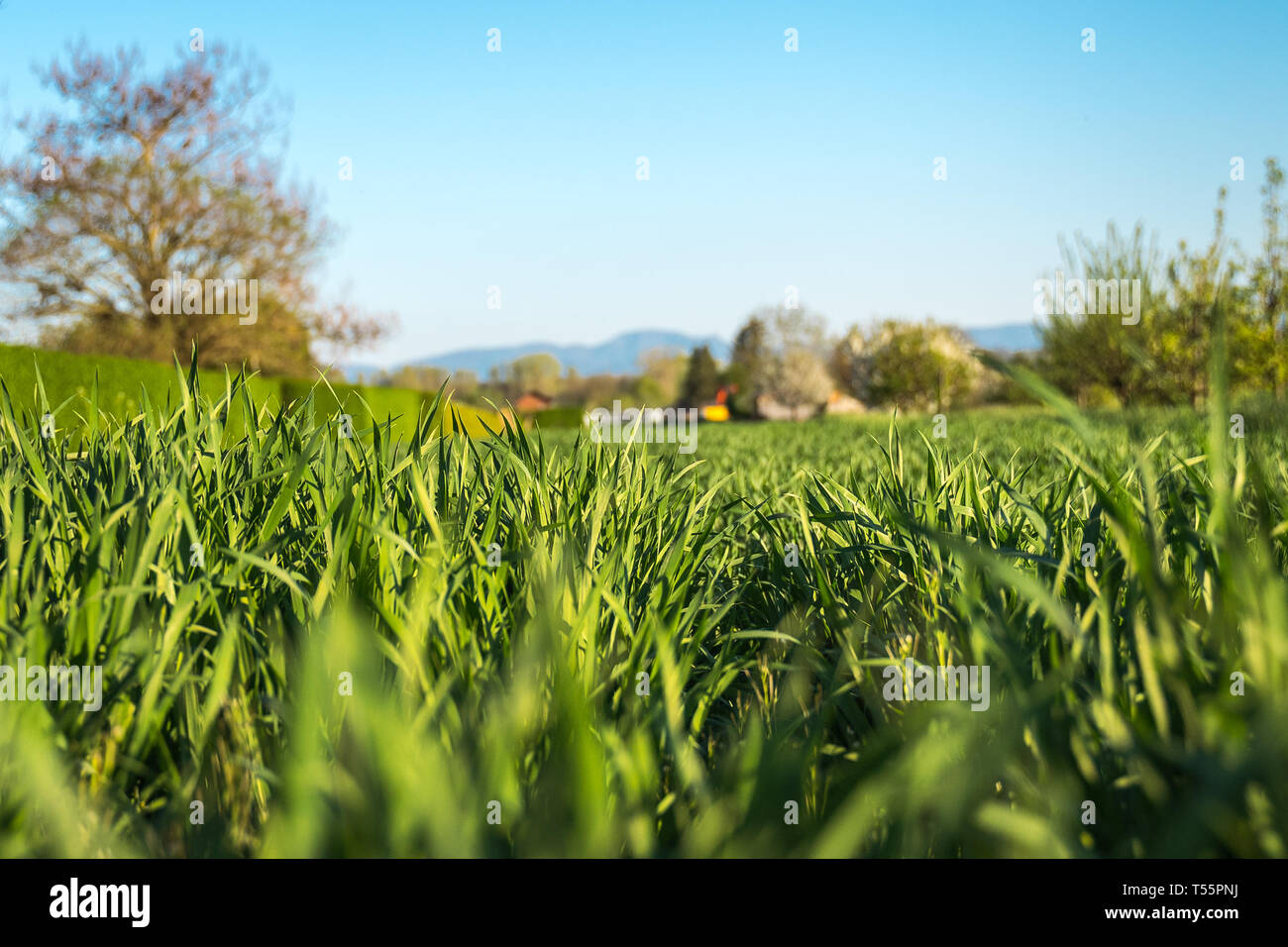 Grass background perspective hi-res stock photography and images - Alamy