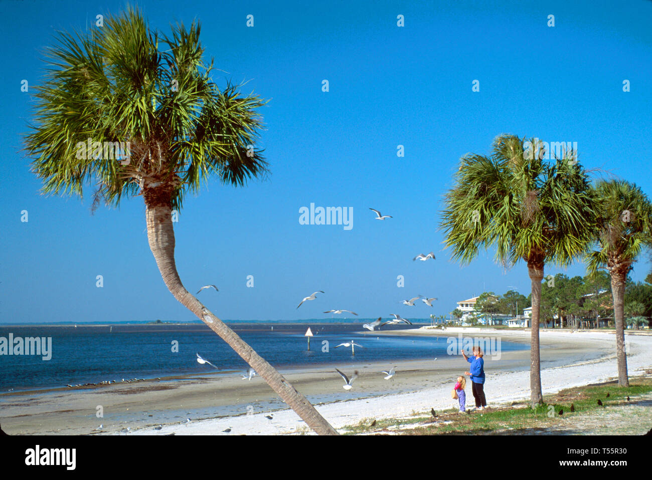 Florida,Gulf Coast Shell Point cabbage palm trees,tree,tropical,tropics ...