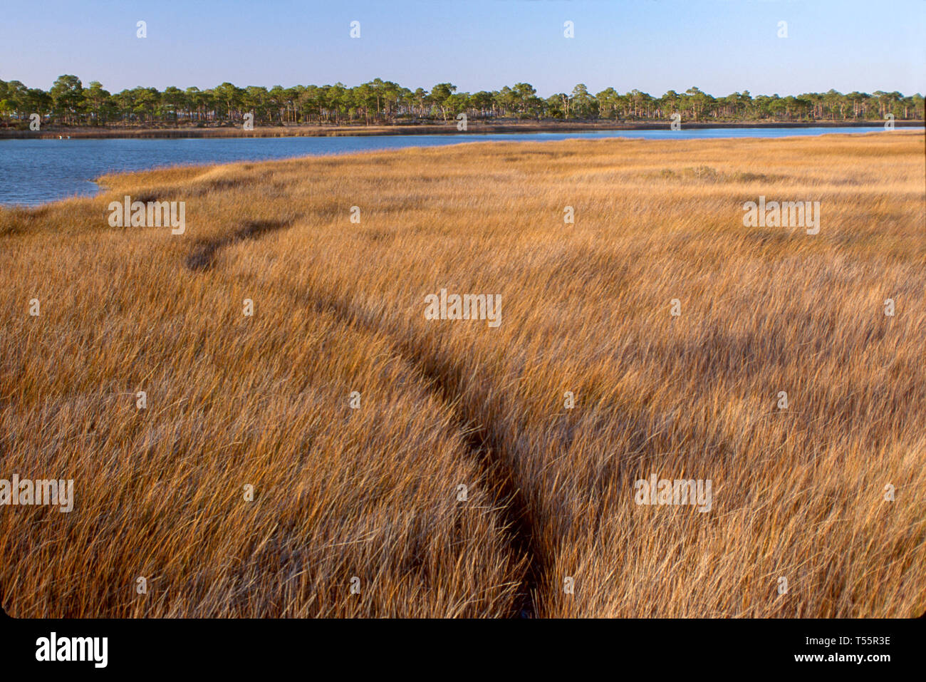 Florida Gulf Coast St. George Island State Park,public land,recreation ...