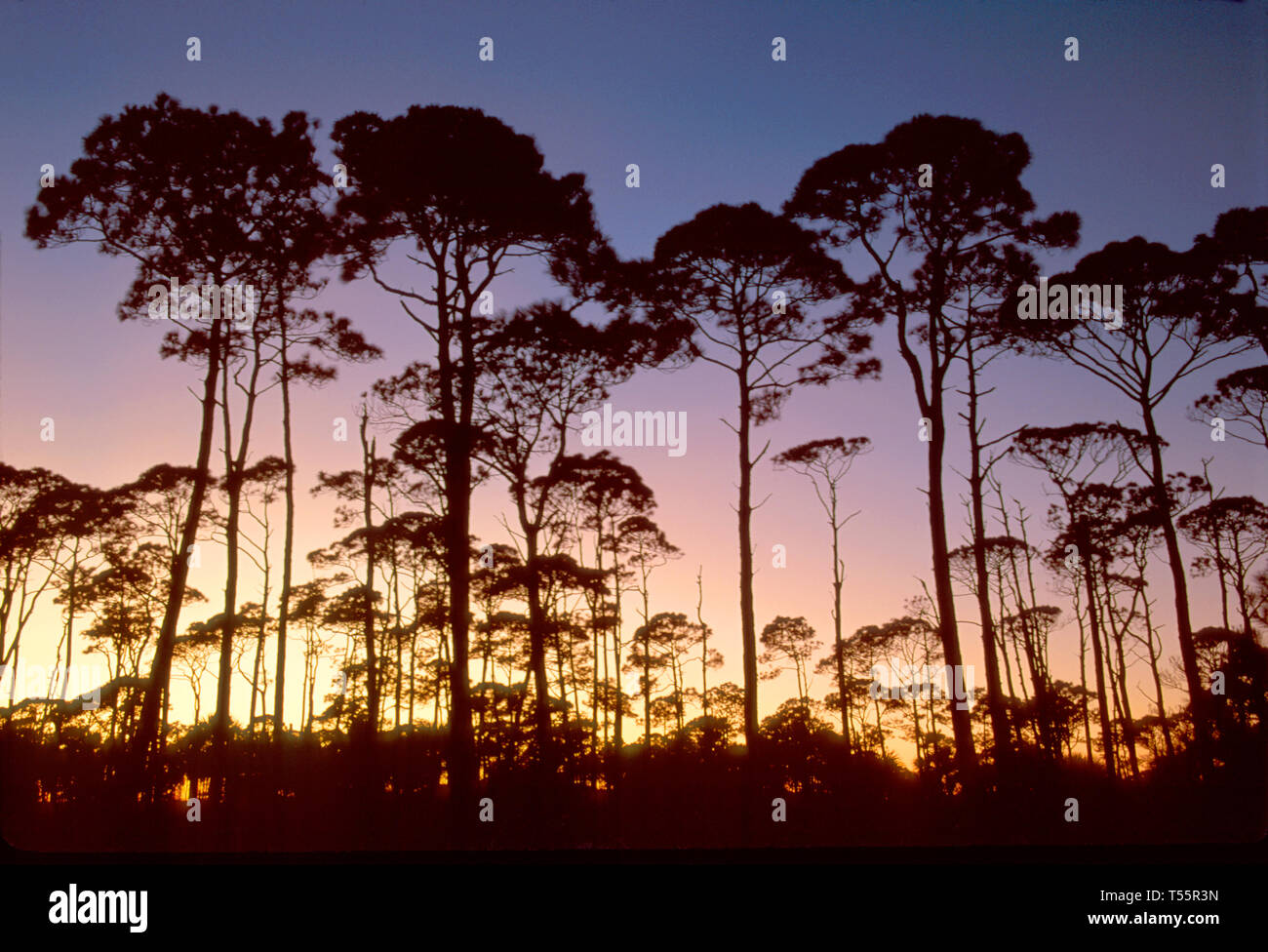 Florida Gulf Coast St. Joseph Peninsula State Park,public land ...