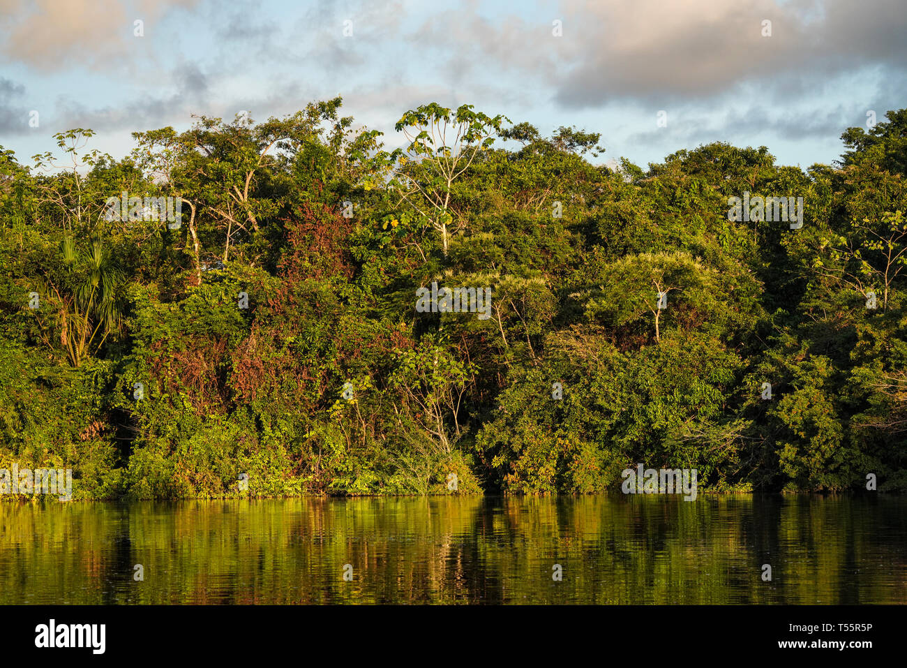 Clavero hi-res stock photography and images - Alamy