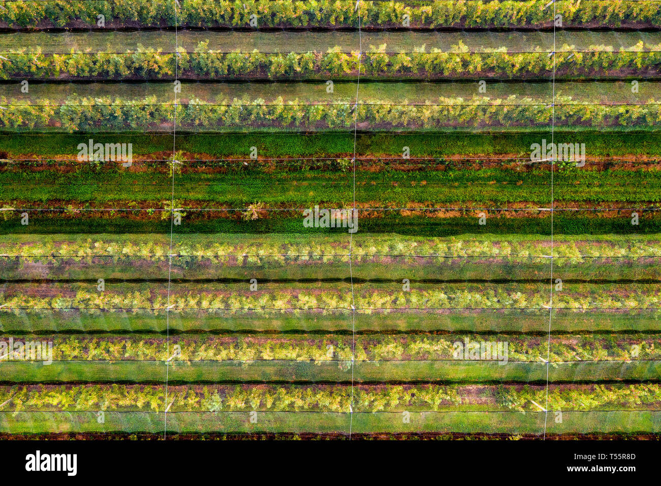 Australia apple orchard hi-res stock photography and images - Alamy