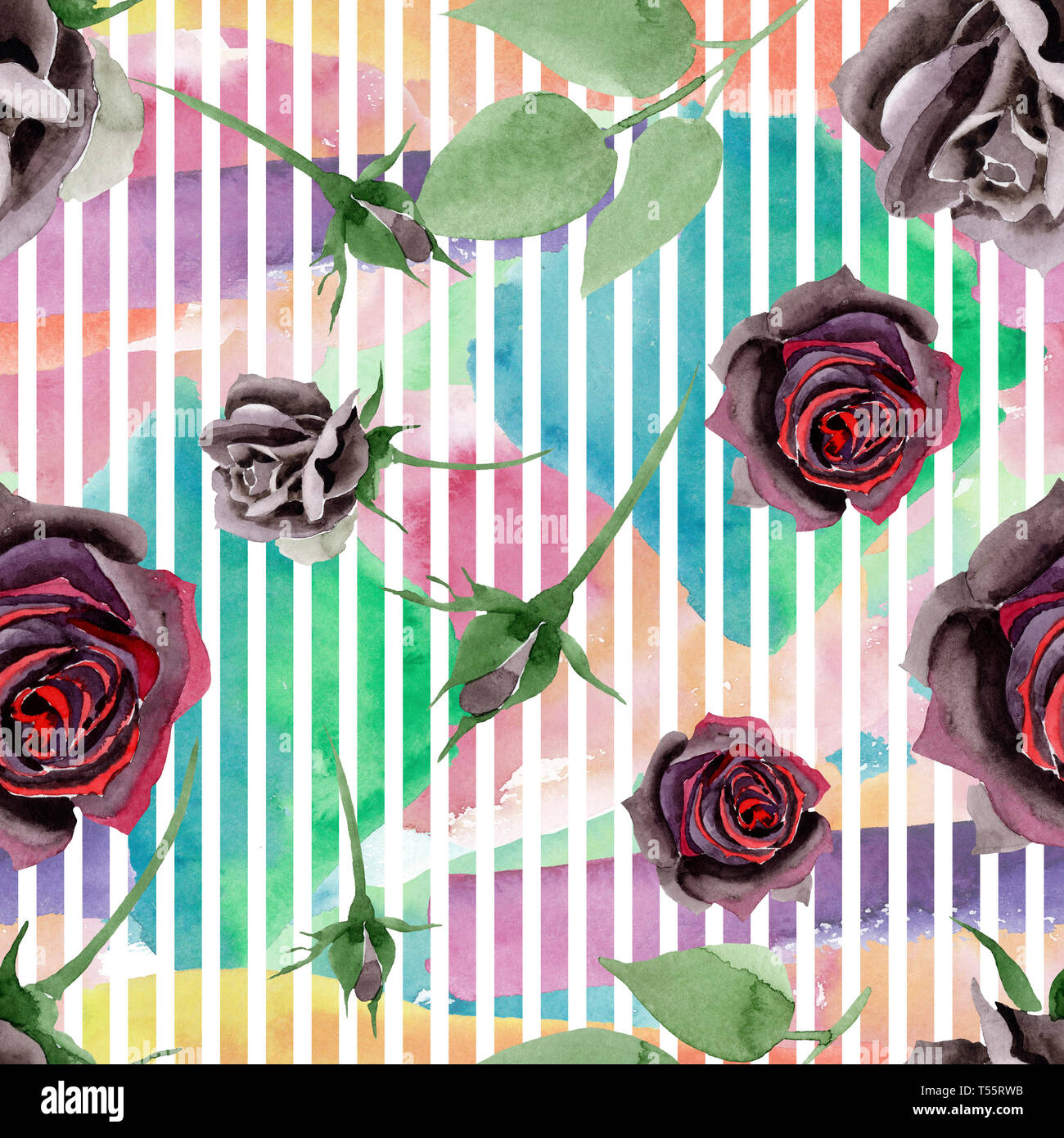 Black rose floral botanical flowers. Watercolor background illustration ...