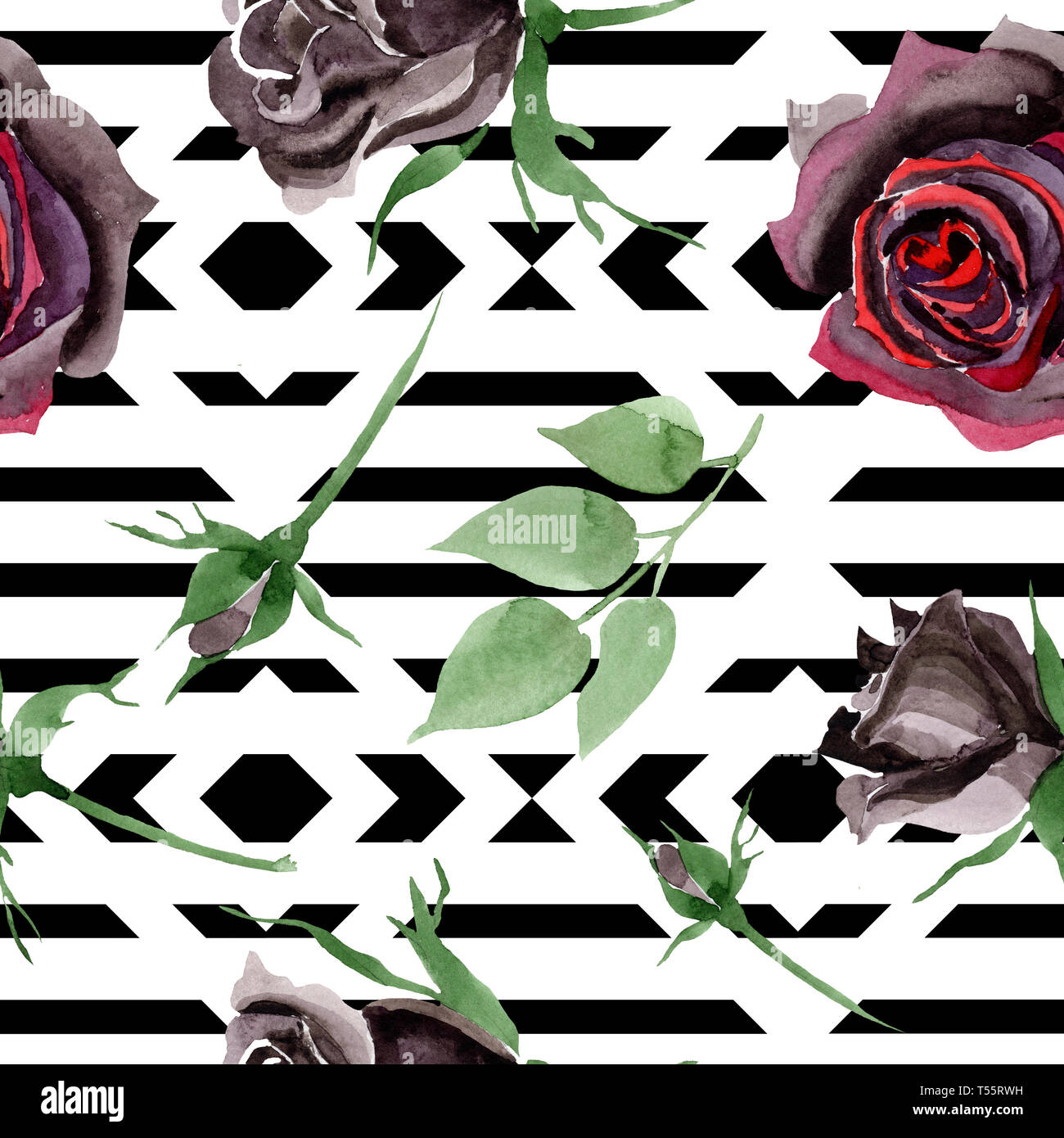 Black rose floral botanical flowers. Watercolor background illustration ...