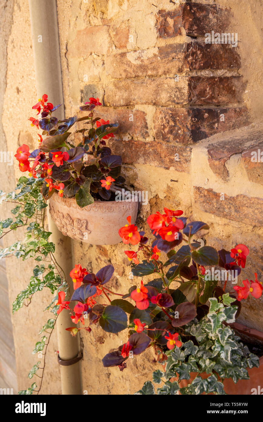 Town of Pienza in Tuscany, traditional red geraniums growing beside a ...