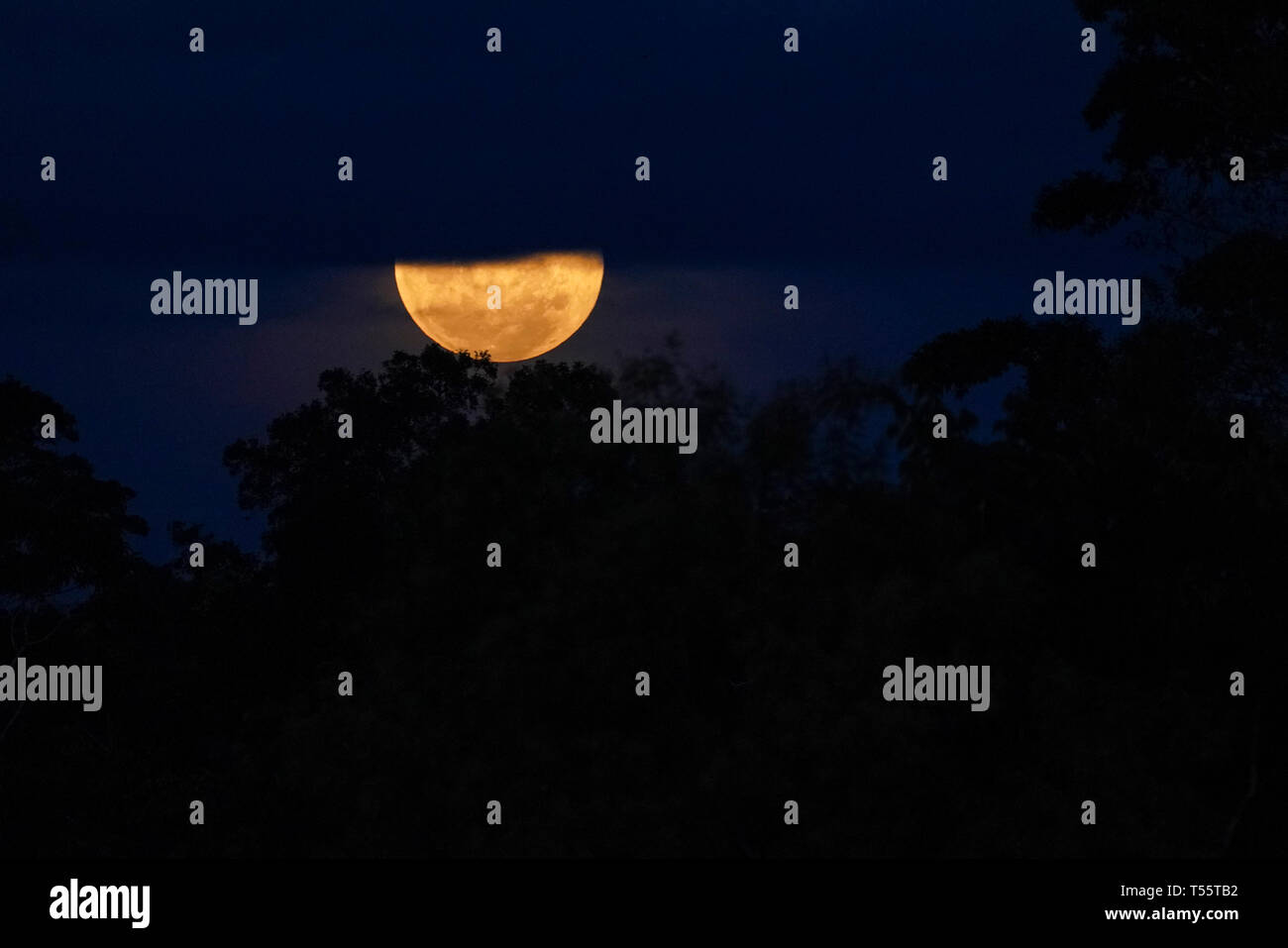 Super moon over the Amazon forest Stock Photo - Alamy