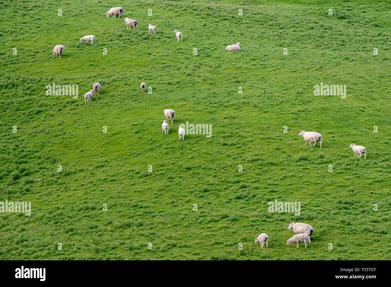 High angle view of sheep in field in Tarara, New Zealand Stock Photo ...