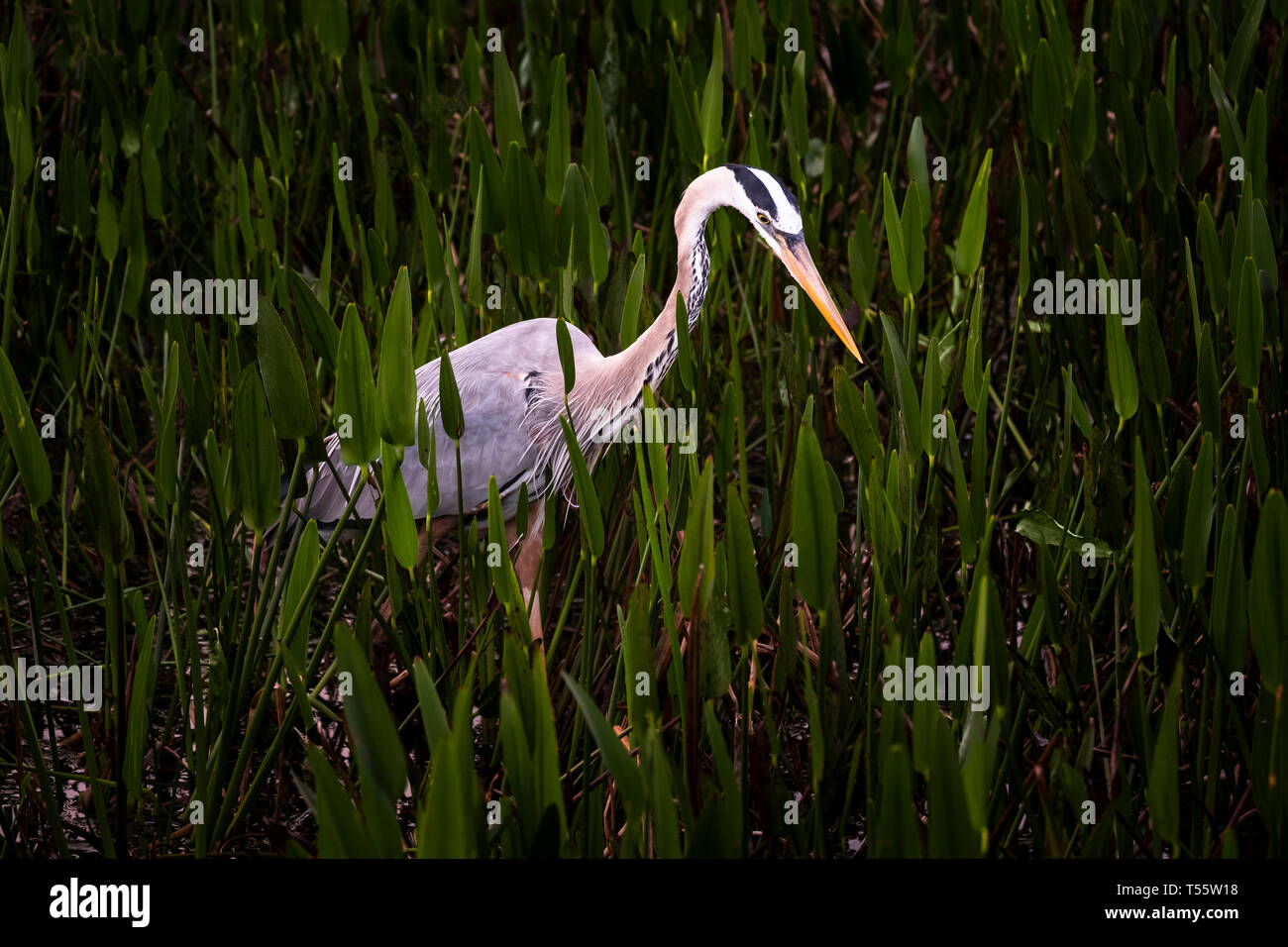 Side View Blue Heron High Resolution Stock Photography and Images - Alamy