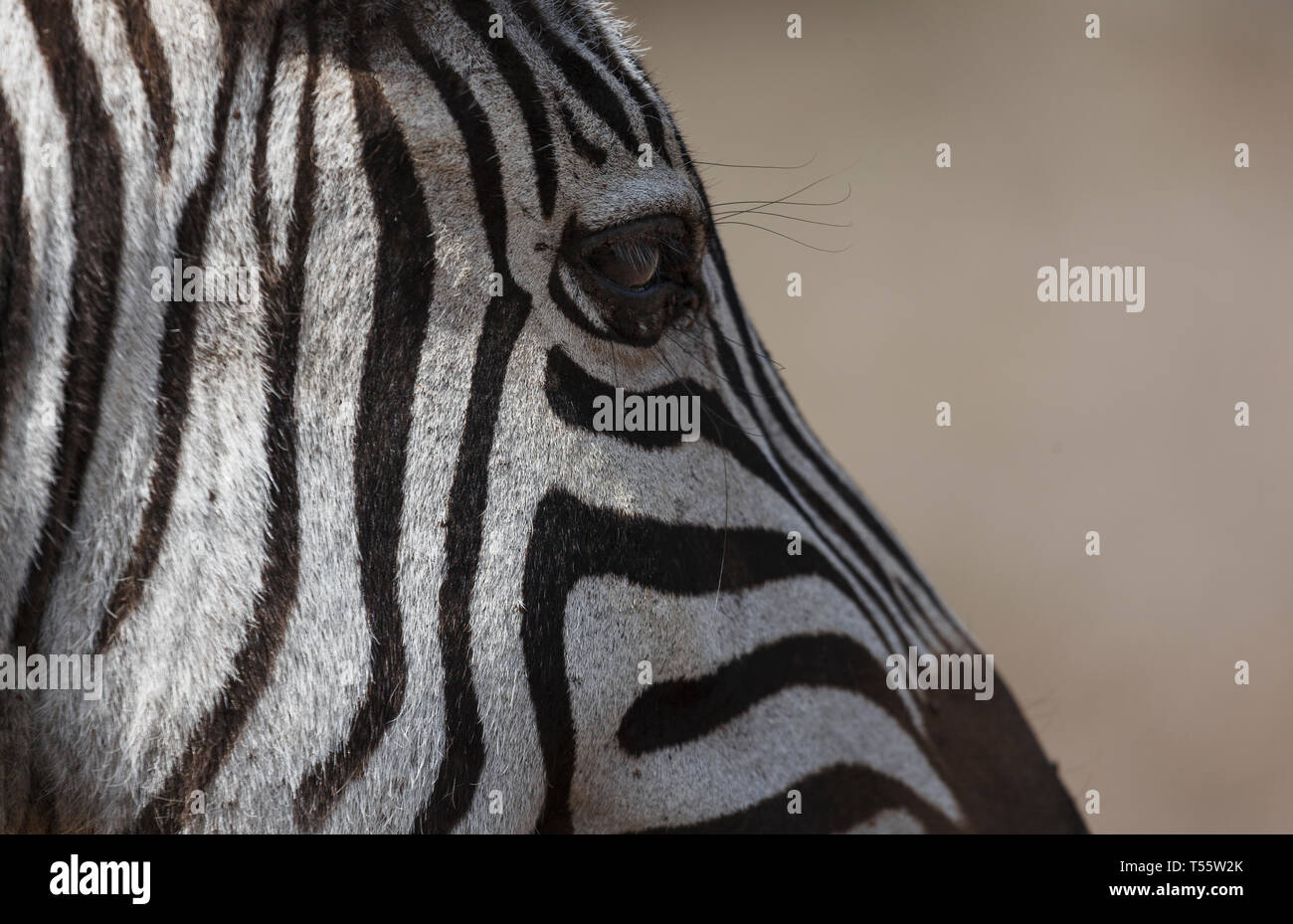 Profile of zebra Stock Photo - Alamy