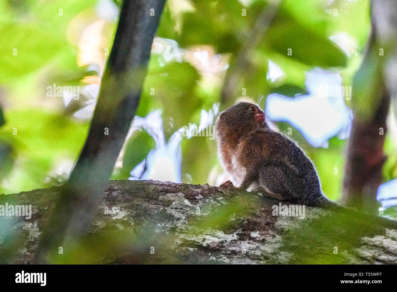 The pygmy marmoset, Cebuella pygmea, also known as small lion monkey ...