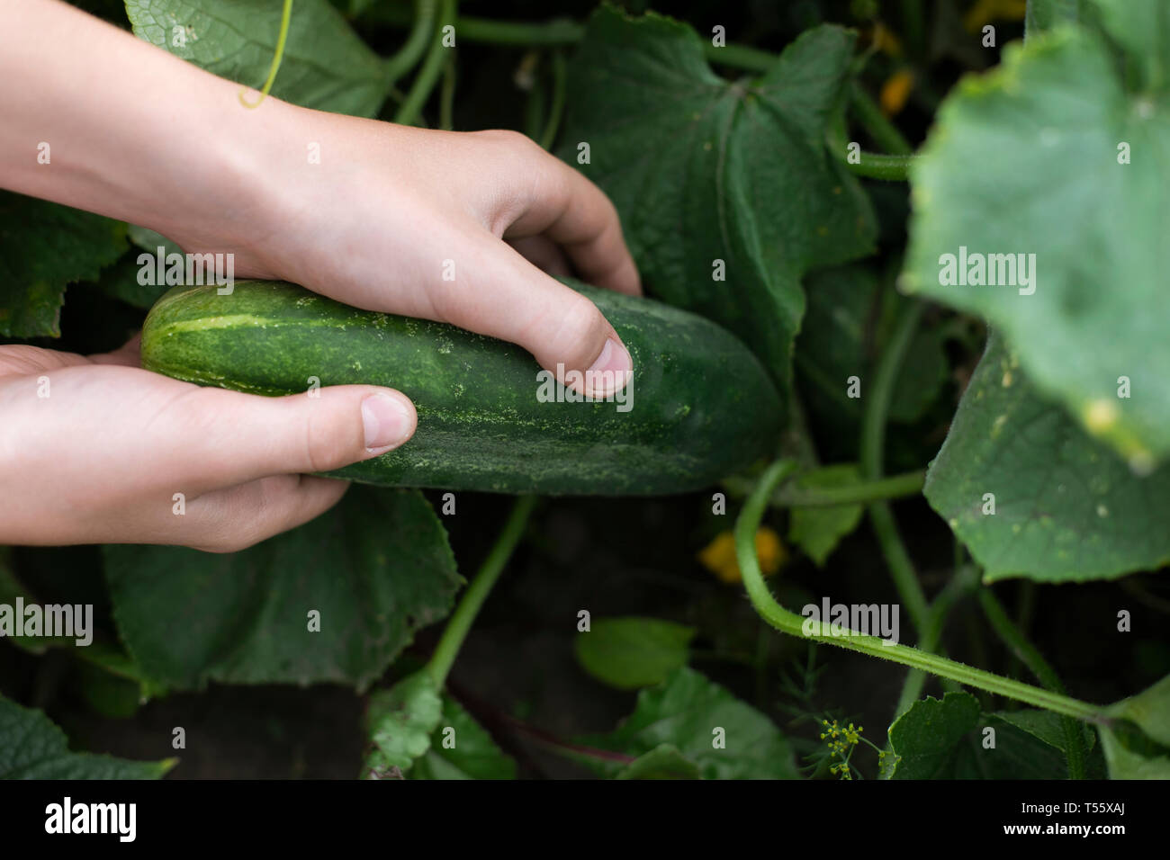 Child harvesting cucumber hi-res stock photography and images - Alamy