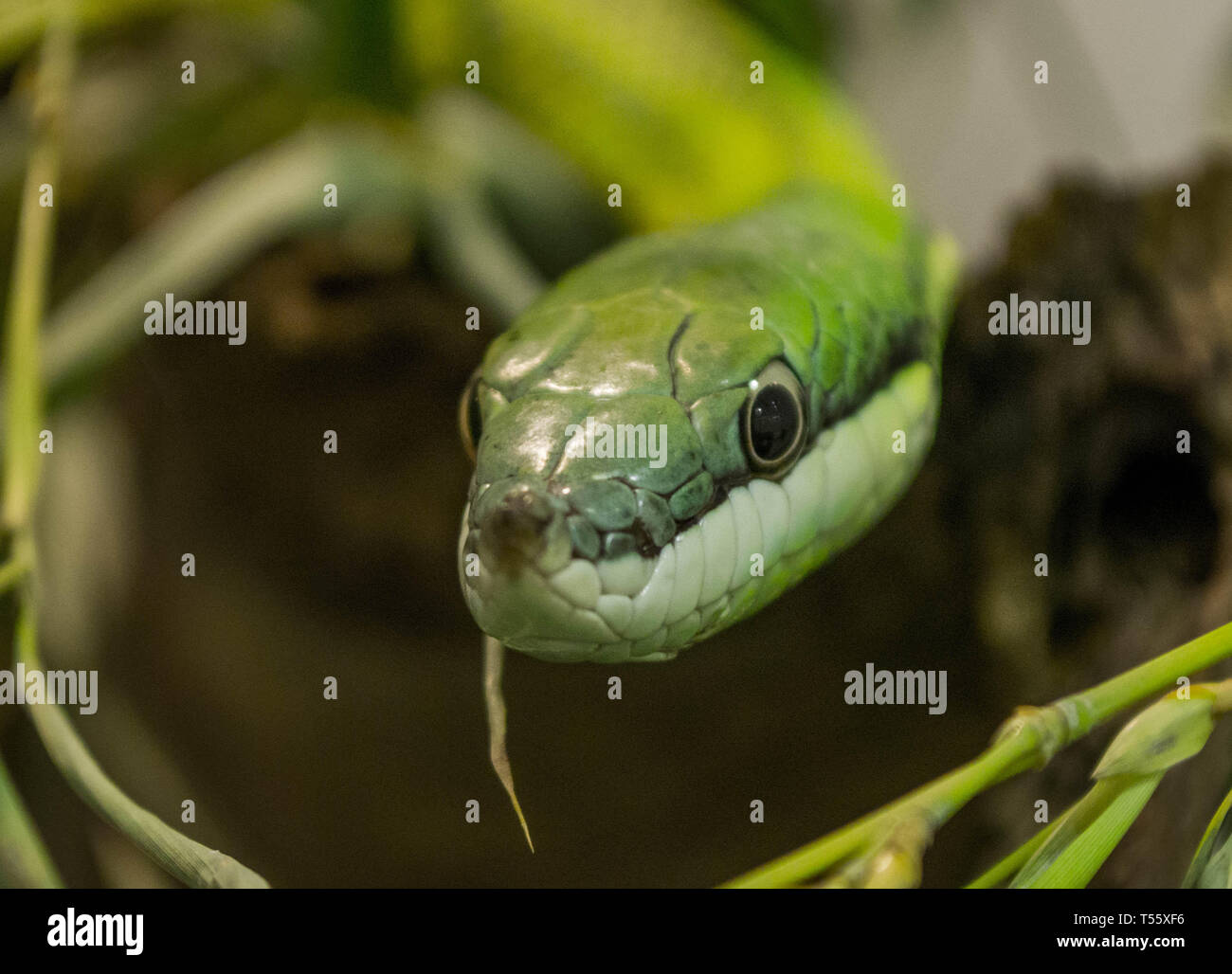 Paraguay green racer snake hi-res stock photography and images - Alamy