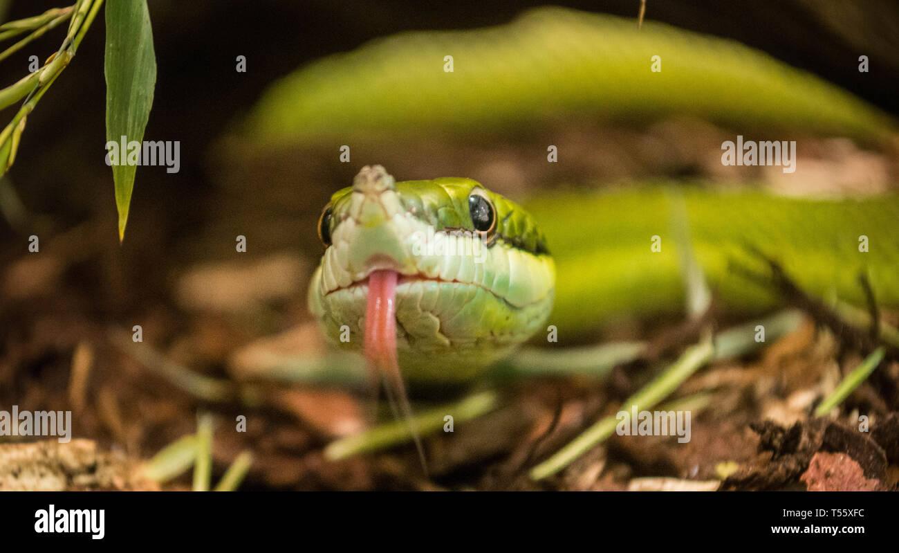 Barons green racer snake hi-res stock photography and images - Alamy